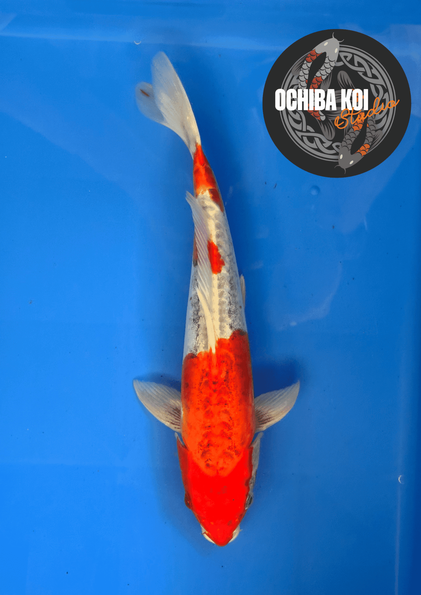 Doitsu Goshiki, 35cm, Aoki Koi Farm – Ochibakoi Studio