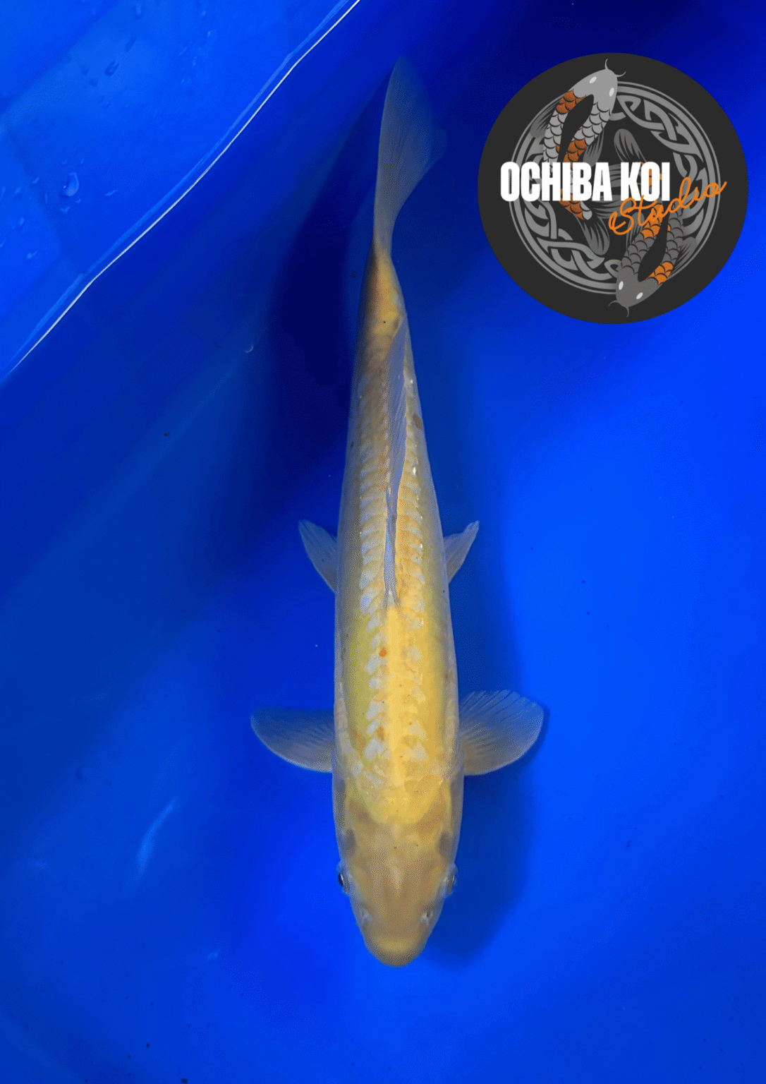 Doitsu Kigoi, 40cm, Maruhiro Koi Farm – Ochibakoi Studio