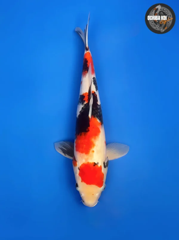 Maruten Showa, Nisai 45cm, Male, Maruhiro Koi Farm – Ochibakoi Studio